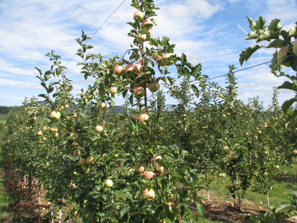 7K Farms - High Density Apple Orchard - J.P. King