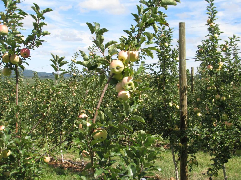 7K Farms - High Density Apple Orchard - J.P. King