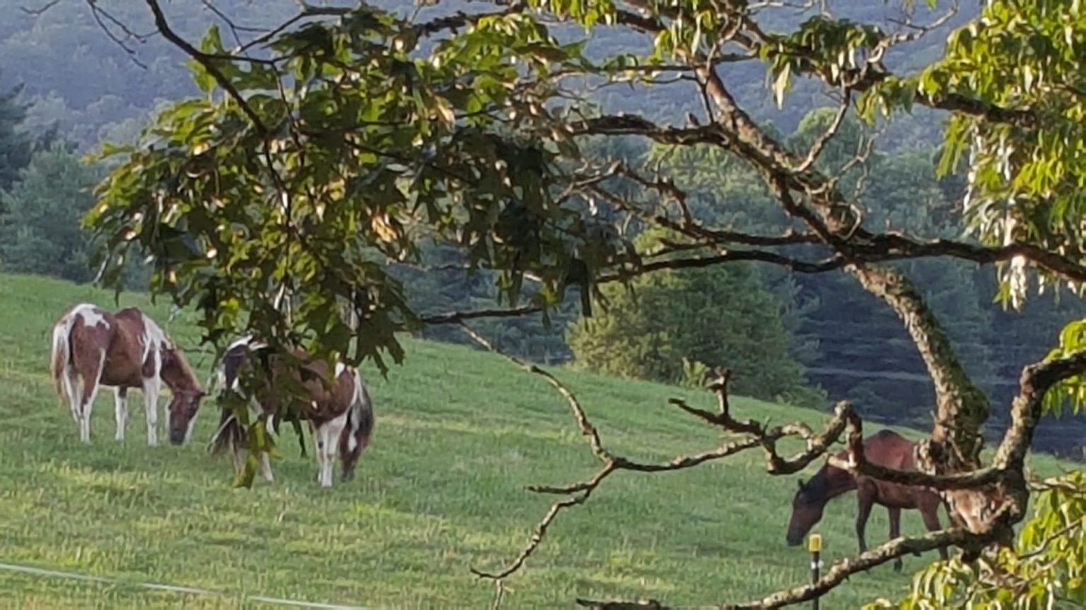 Red Top Farm - Scenic 79+/- Acre Equestrian Estate | JP King Auction ...