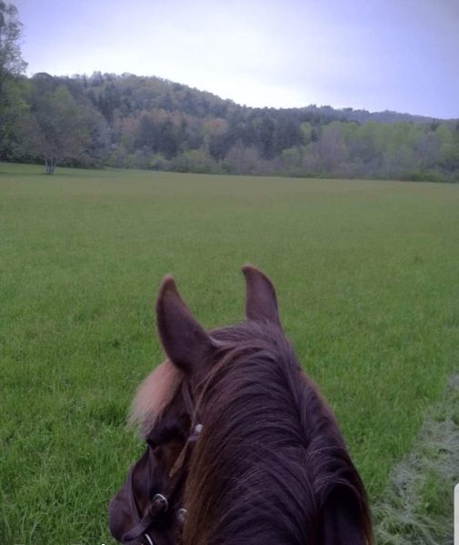 Red Top Farm - Scenic 79+/- Acre Equestrian Estate | JP King Auction ...