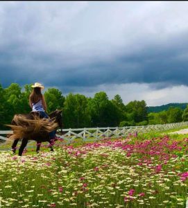 Red Top Farm - Scenic 79+/- Acre Equestrian Estate | JP King Auction ...