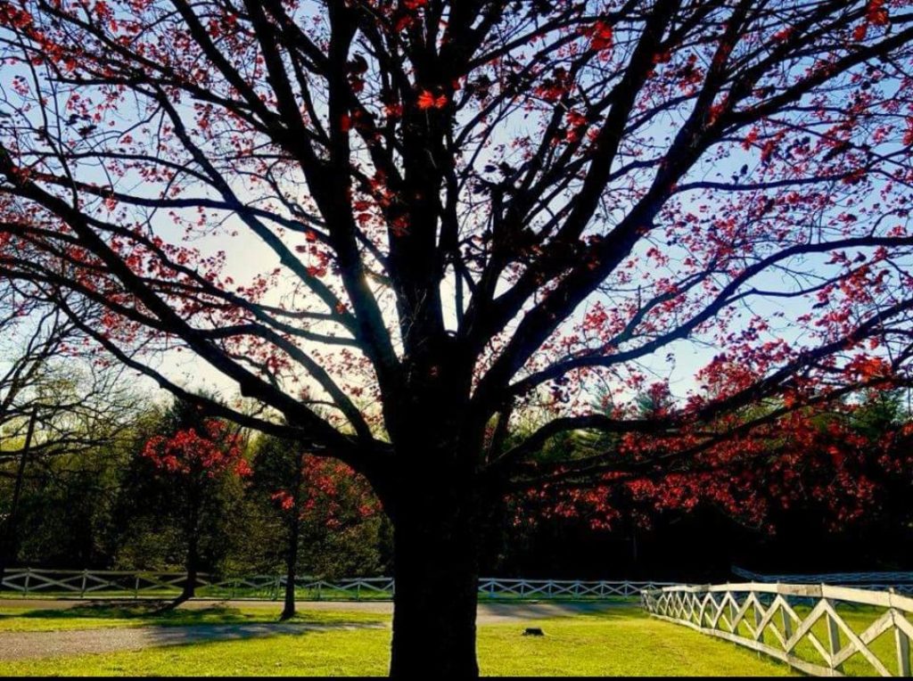 Red Top Farm - Scenic 79+/- Acre Equestrian Estate | JP King Auction ...