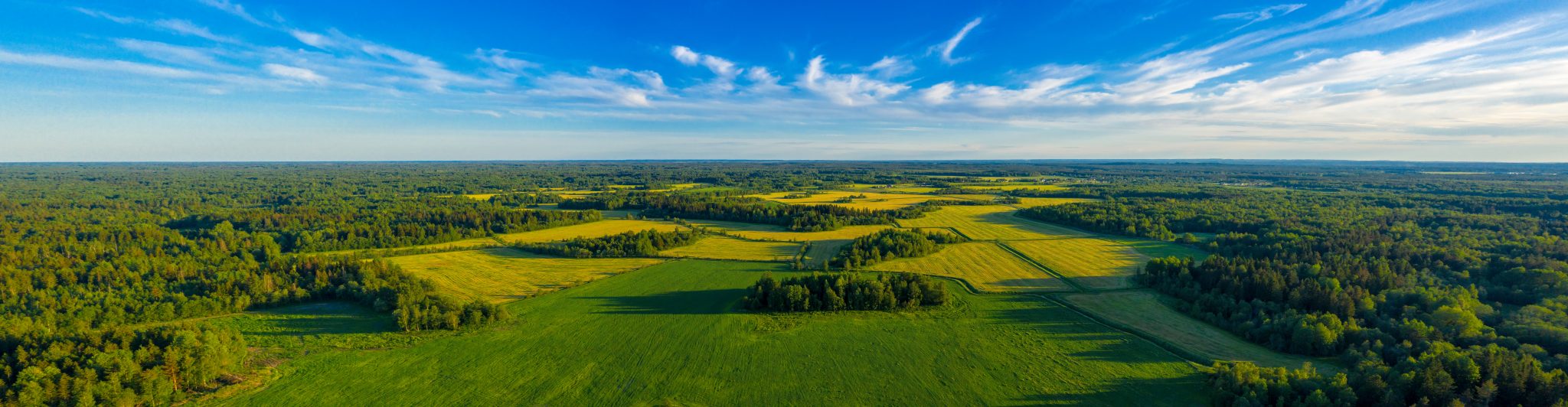 Leading Real Estate Auction Company | JP King